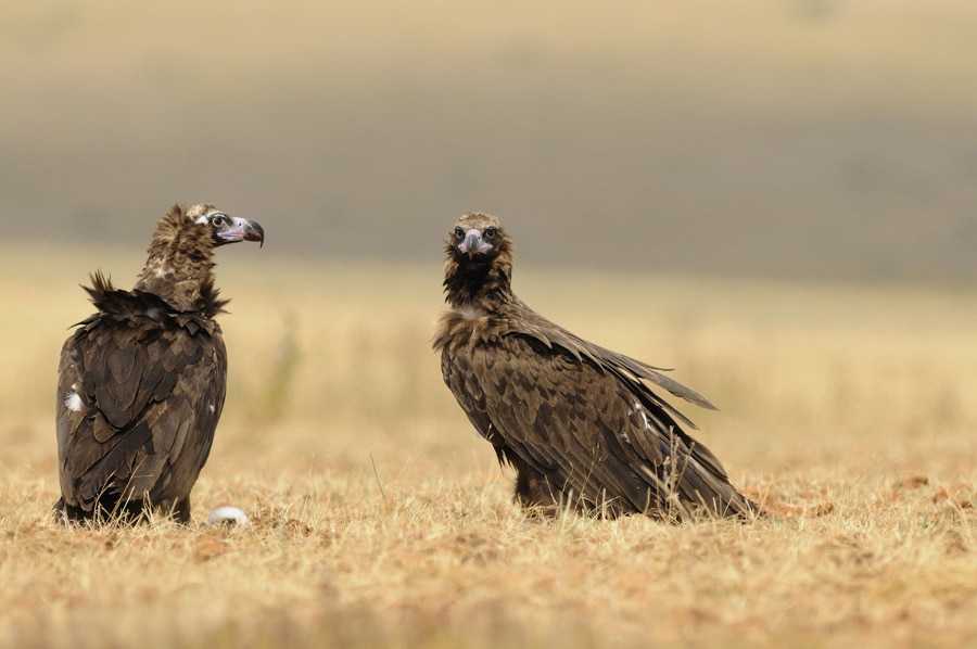 Recuperação do abutre-preto em Portugal | Jornal de Proença